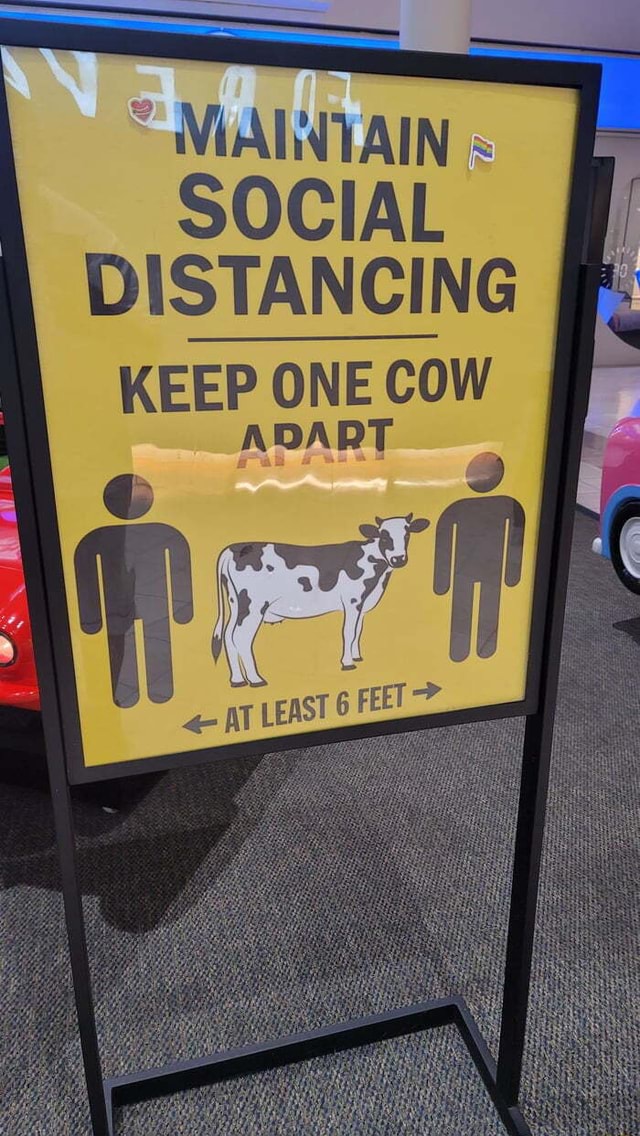 MAINTAIN SOCIAL DISTANCING KEEP ONE COW ADART LEAST - iFunny