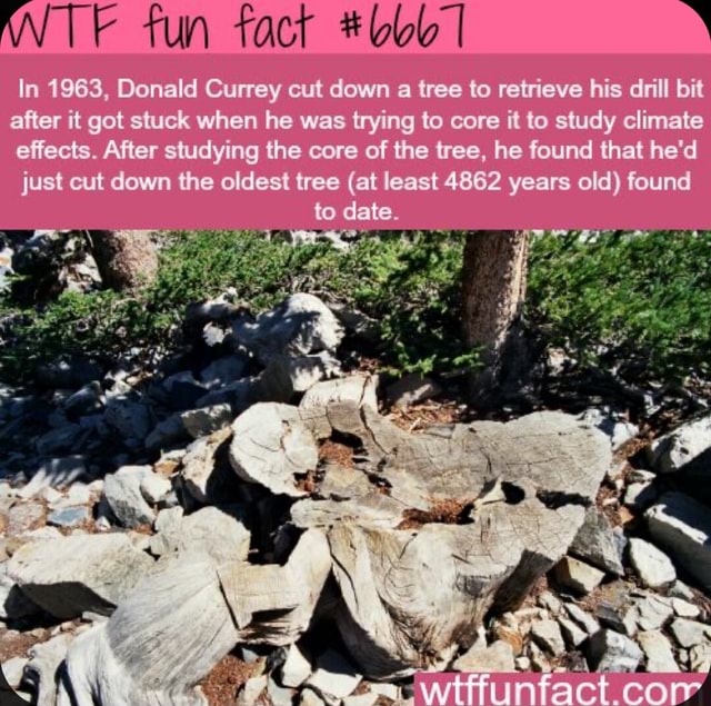 INT fun fact *bbb In 1963, Donald Currey cut down a tree to retrieve ...