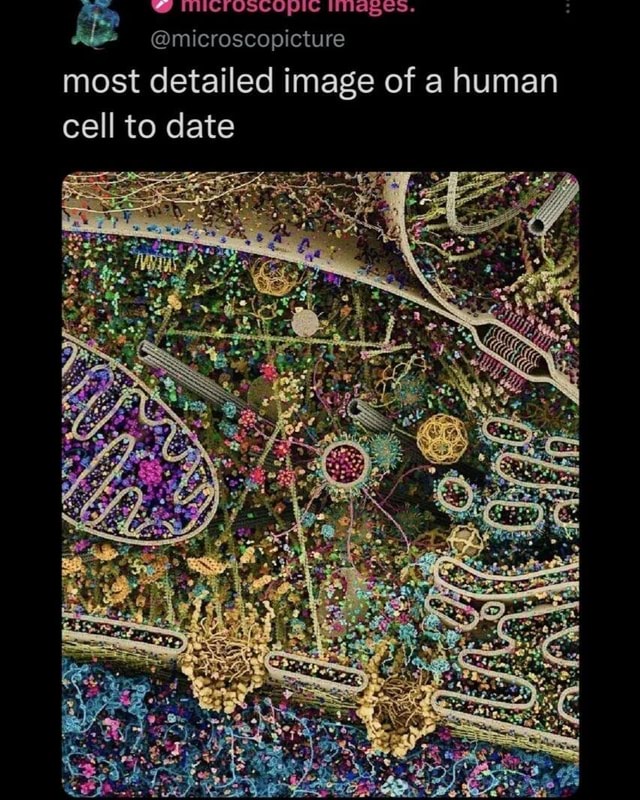 N/A - @microscopicture most detailed image of a human cell to date LL ...