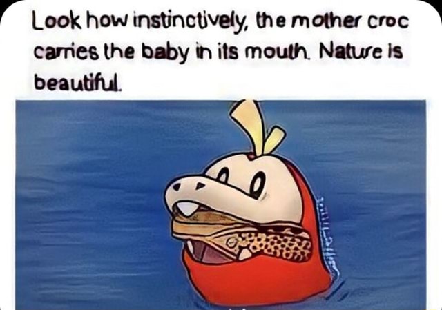 Look how instinctively, the mother croc Carries the baby in its mouth ...