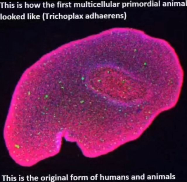 This is how the first multicellular primordial animal looked like ...