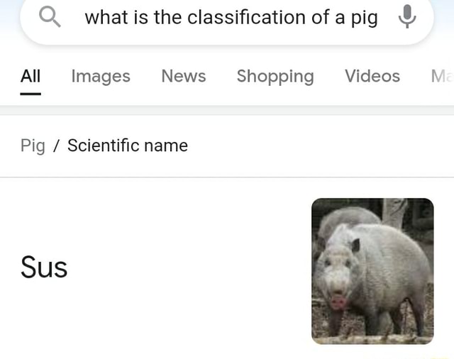 Q. what is the classification of a pig & All Images News Shopping ...