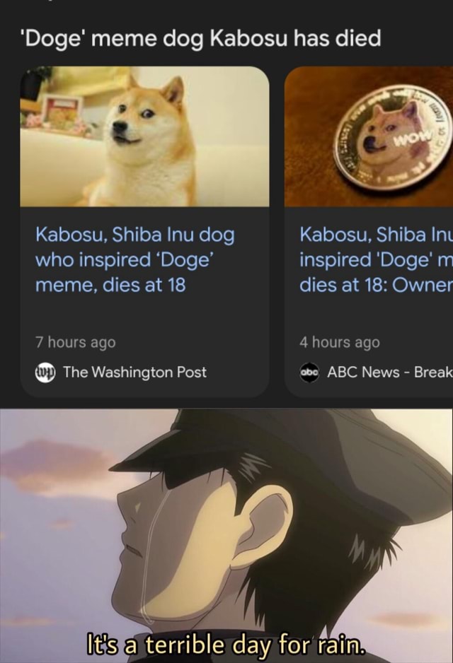 'Doge' meme dog Kabosu has died Kabosu, Shiba Inu dog Kabosu, Shiba Int who inspired 'Doge ...