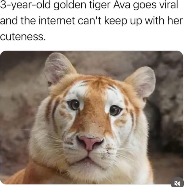 3-year-old golden tiger Ava goes viral and the internet can't keep up ...
