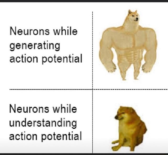 Neurons while generating action potential Neurons while understanding ...