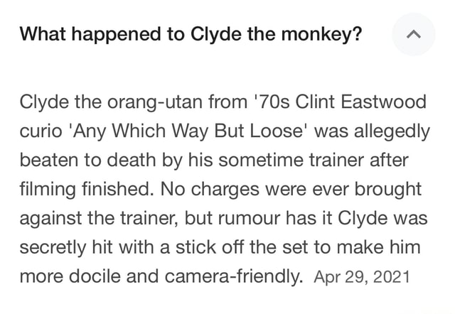 What happened to Clyde the monkey? Clyde the orang-utan from Clint Eastwood curio 'Any Which Way ...