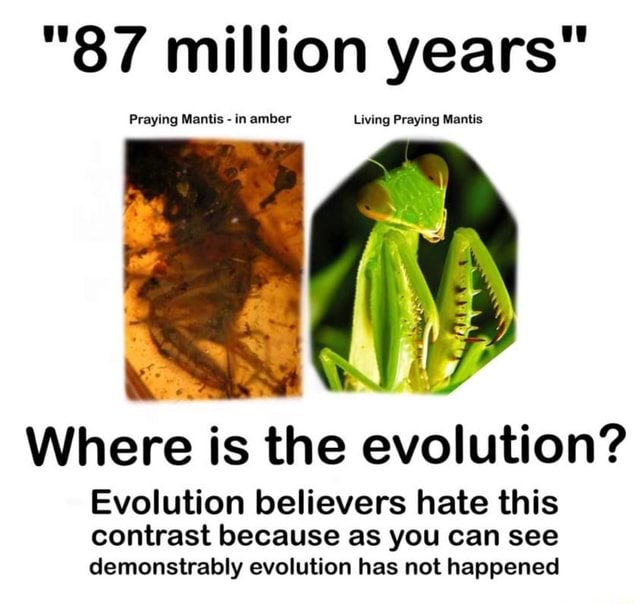 "87 million years" Praying Mantis - in amber Living Praying Mantis Where is the evolution ...