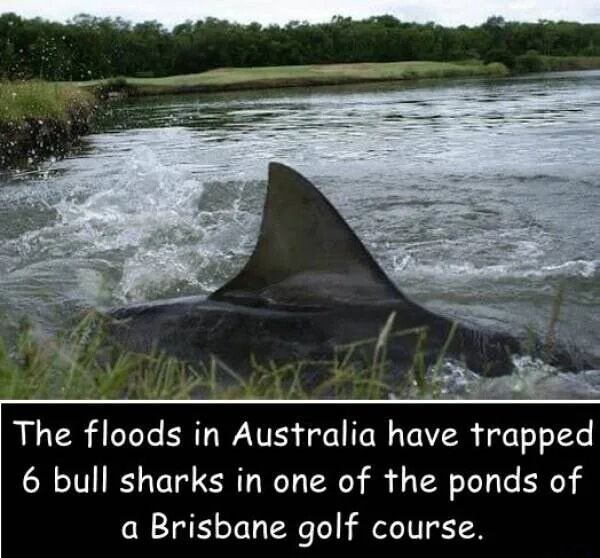 The floods in Australia have trapped 6 bull sharks in one of the ponds ...