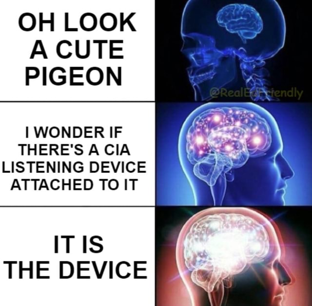 OH LOOK A CUTE PIGEON I WONDER IF THERE'S A CIA LISTENING DEVICE ...