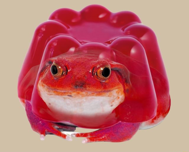 Jello Frog - seo.title