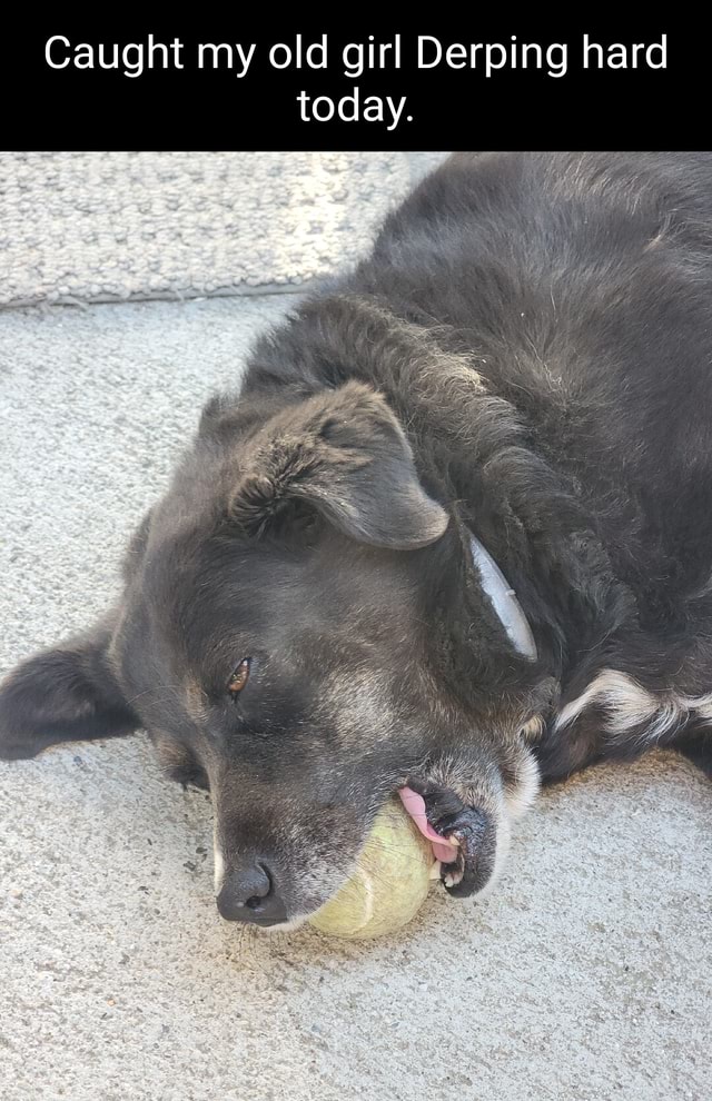 Caught my old girl Derp ing hard today. - iFunny