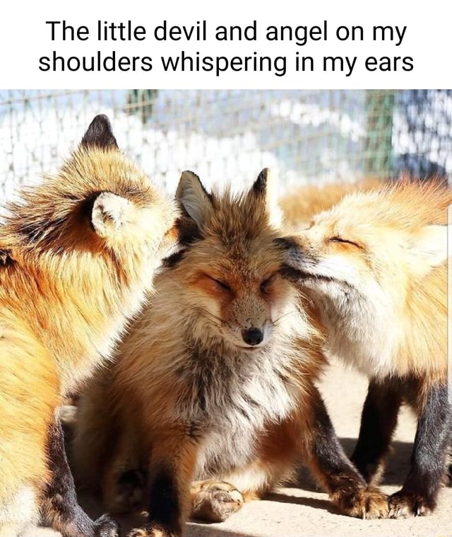 The little devil and angel on my shoulders whispering in my ears I - iFunny