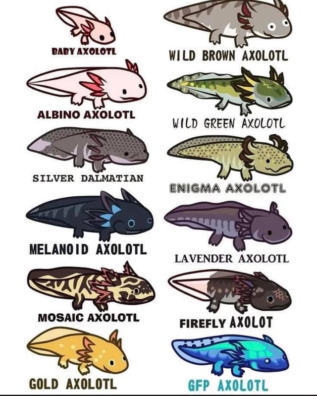 BABY AXOLOTL WILD BROWN AXOLOTL ALBINO AXOLOTL WILD GREEN AXOLOTL ...