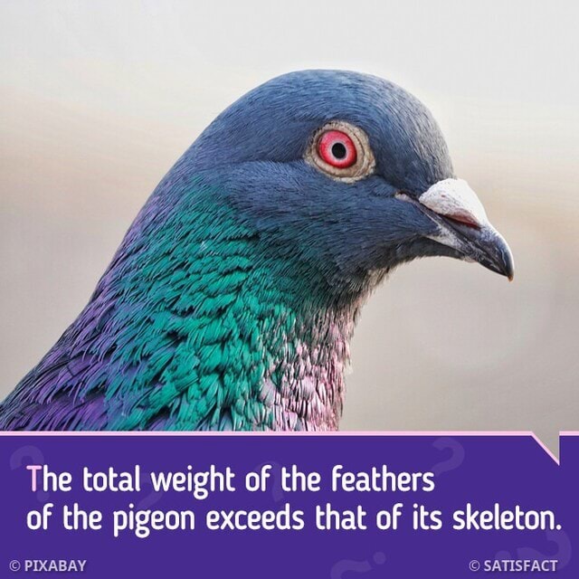 Fact of the day! #brightside #pigeons #didyouknow #factsdaily # ...
