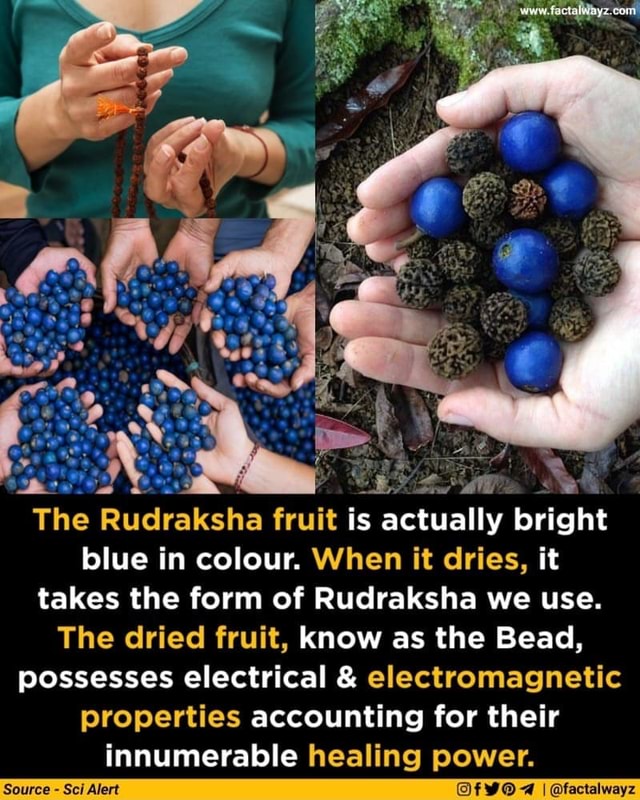 Ca The Rudraksha fruit is actually bright blue in colour. When it dries ...
