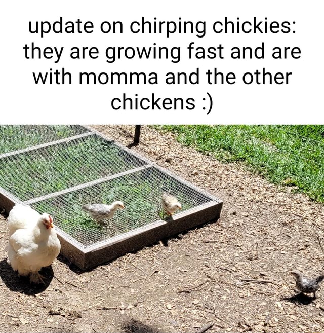 Update on chirping chickies: they are growing fast and are with momma ...