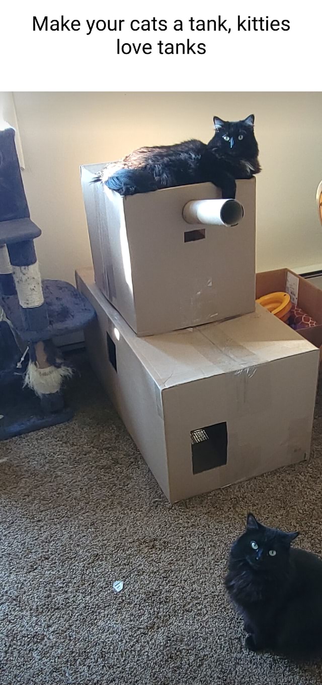 Make your cats a tank, kitties love tanks - iFunny