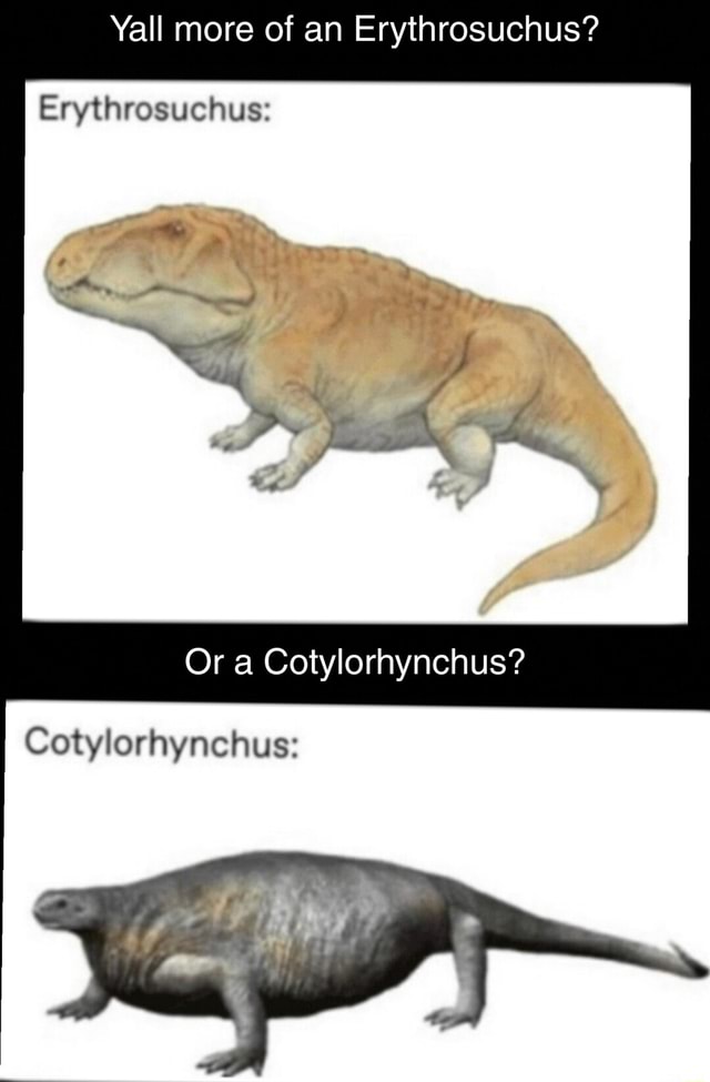 Yall more of an Erythrosuchus? Or a Cotylorhynchus? - iFunny