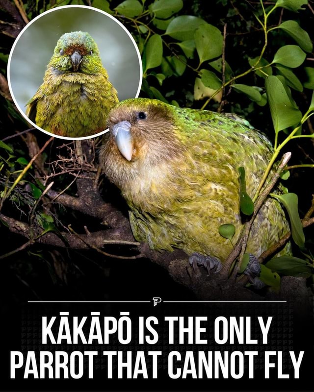Swipe ️ The kakapo, an ancient bird species native to New Zealand, is ...