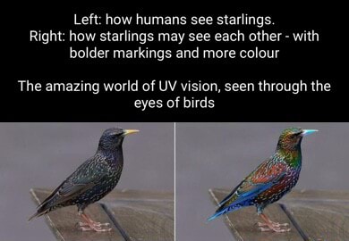 Left: how humans see starlings. Right: how starlings may see each other ...