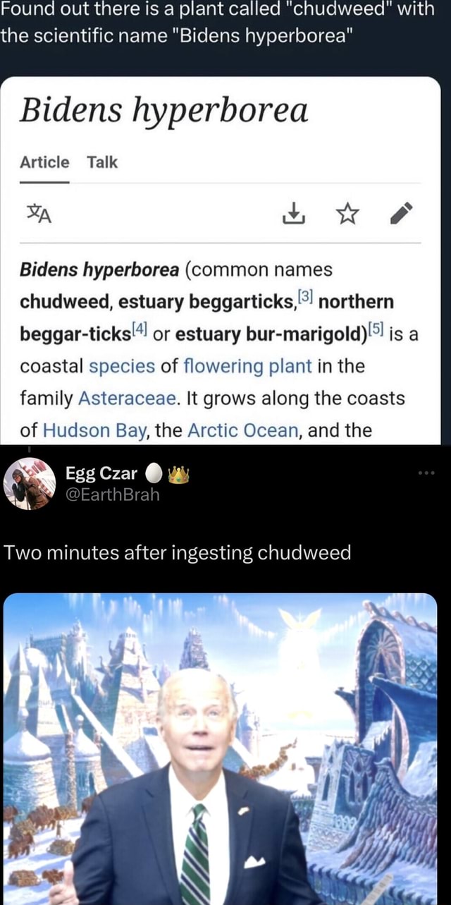 Found out there is a plant called "chudweed' with the scientific name ...