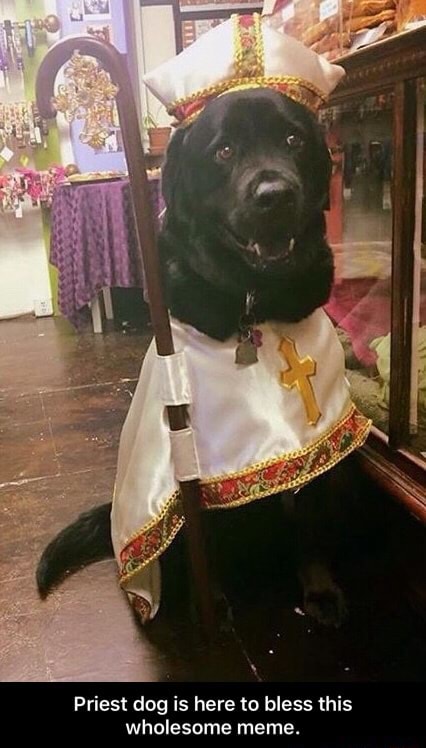 Priest dog is here to bless this wholesome meme. - Priest dog is here ...