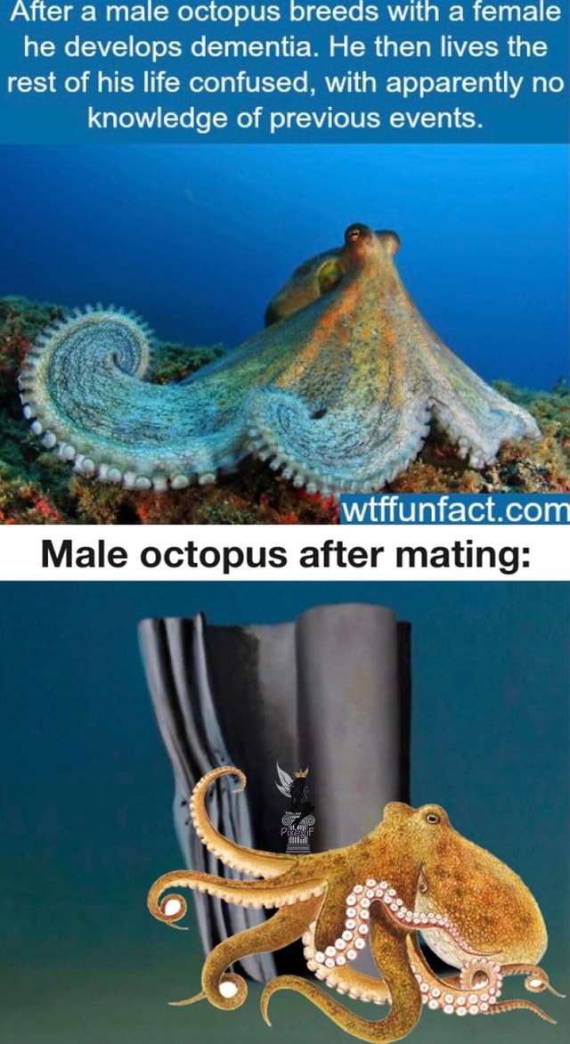 After a male octopus breeds with a female he develops dementia. He then ...