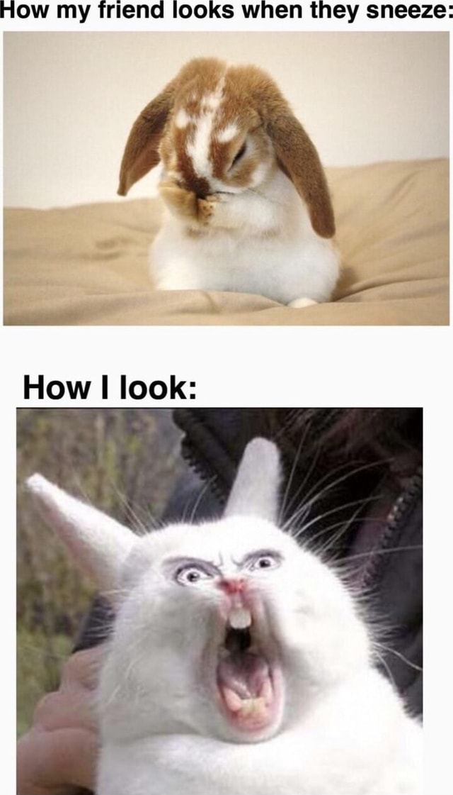 How my triend looks when they sneeze: How I look: - America’s best pics ...