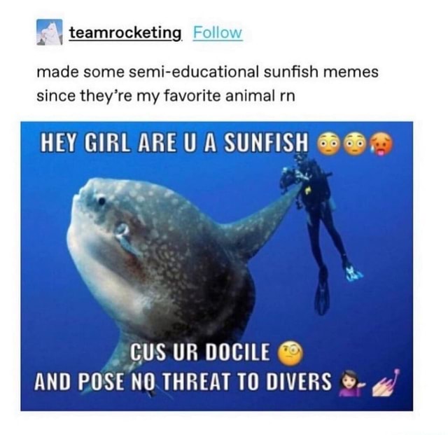 Teamrocketing Follow af made some semi-educational sunfish memes since ...