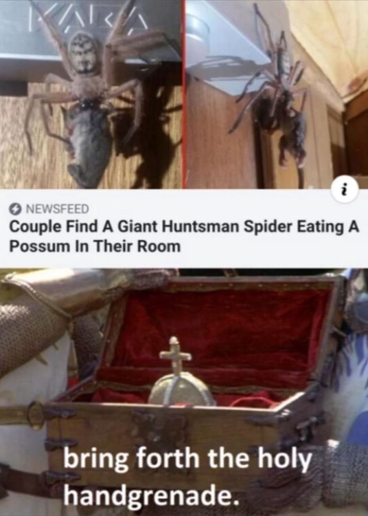 Couple Find A Giant Huntsman Spider Eating A Possum In Their Room bring ...