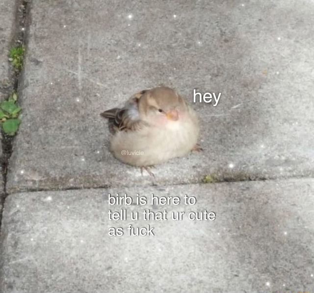 Hey birb is here to tell u that ur cute as fuck - iFunny