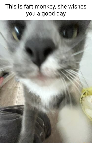 This is fart monkey, she wishes you a good day - iFunny