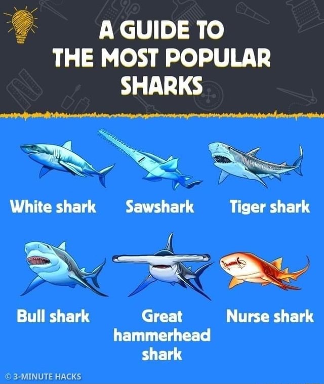 A GUIDE TO THE MOST POPULAR SHARKS SS White shark Sawshark Tiger shark ...