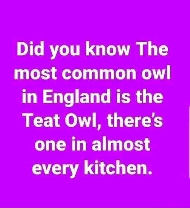 Did you know The most common owl in England is the Teat Owl, there's ...