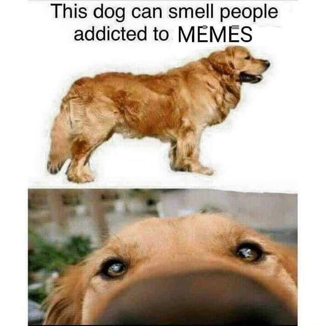 This dog can smell people addicted to MEMES - iFunny