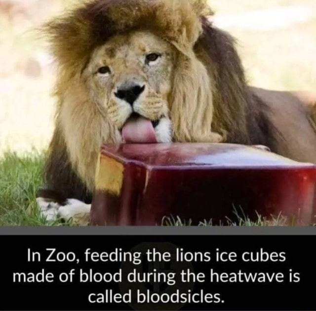 In Zoo, feeding the lions ice cubes made of blood during the heatwave ...