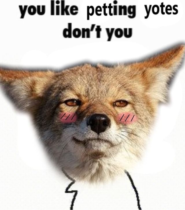 You like petting yotes don't you - iFunny