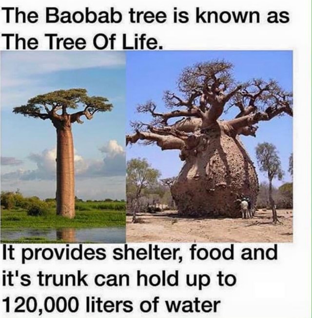 The Baobab tree is known as The Tree Of Life. I It provides shelter ...