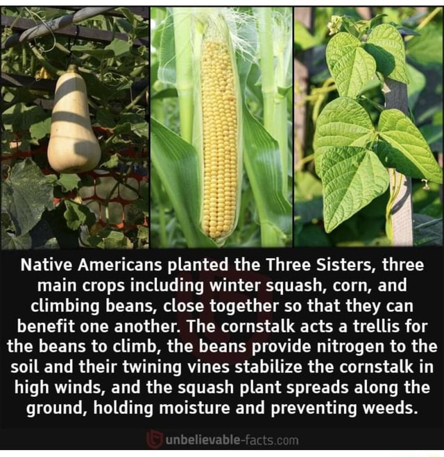 Native Americans planted the Three Sisters, three main crops including ...