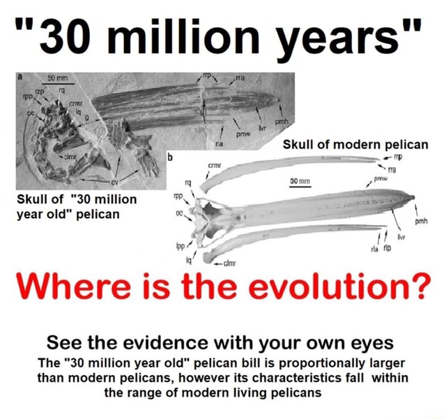 '30 million years" Skull of modern pelican "ra Skull of "30 million ...