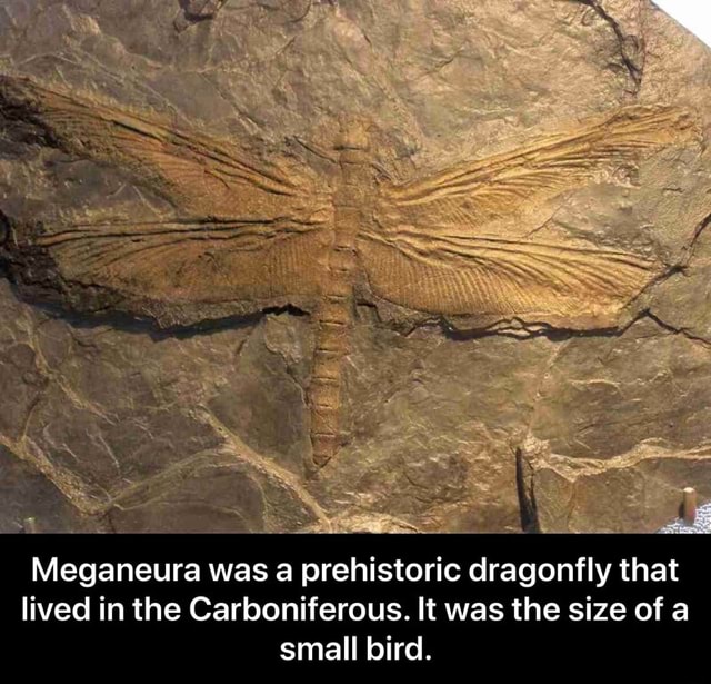 Meganeura was a prehistoric dragonfly that lived in the Carboniferous ...