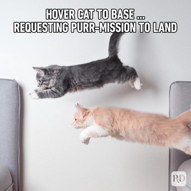 HOVER CAT TO BASE ESTING PURR-MISSION TO LAND - America’s best pics and ...