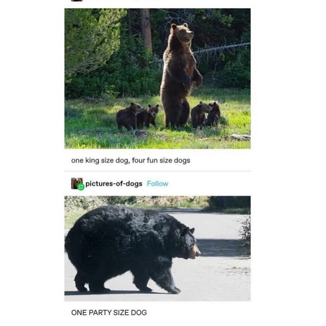 One king size dog, four fun size dogs pictures-of-dogs ONE PARTY SIZE ...