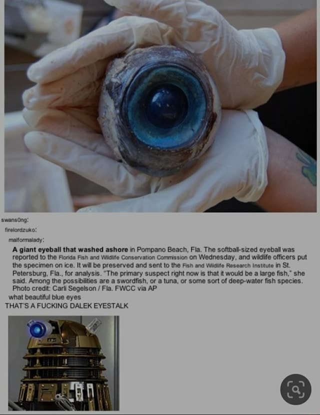 SwansOng: frelordzuko: maitormaiady: A giant eyeball that washed ashore ...