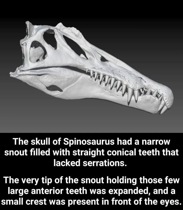 The skull of Spinosaurus had a narrow snout ﬁlled with straight conical ...