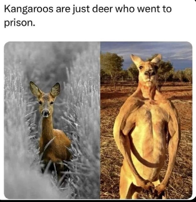 Kangaroos are just deer who went to prison. - iFunny