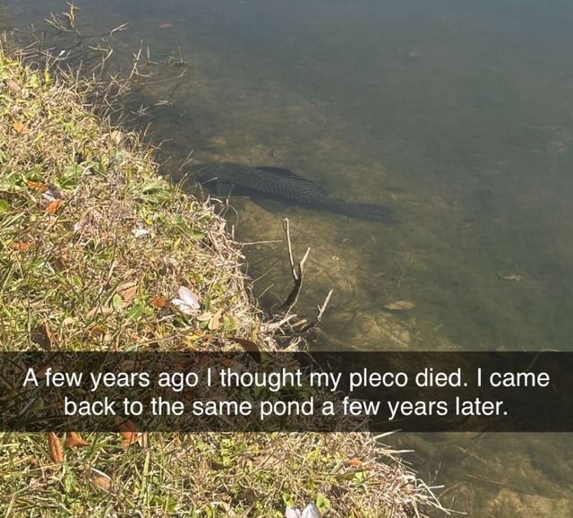 A few years ago I thought my pleco died. I came back to the same pond a ...