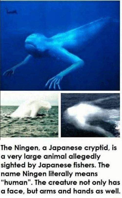 The Ningen, a Japanese crypfid. is a very large animal allegedly ...