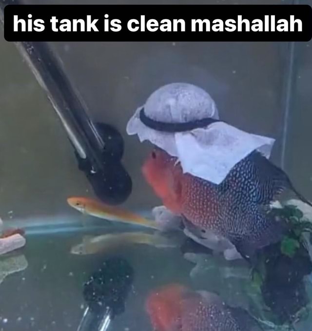 His tank is clean mashallah - iFunny