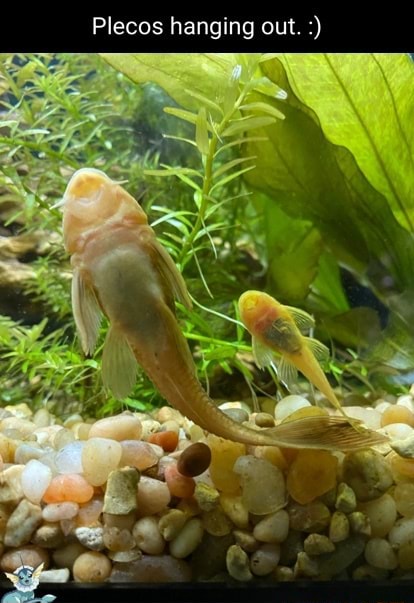 Plecos hanging out. - iFunny